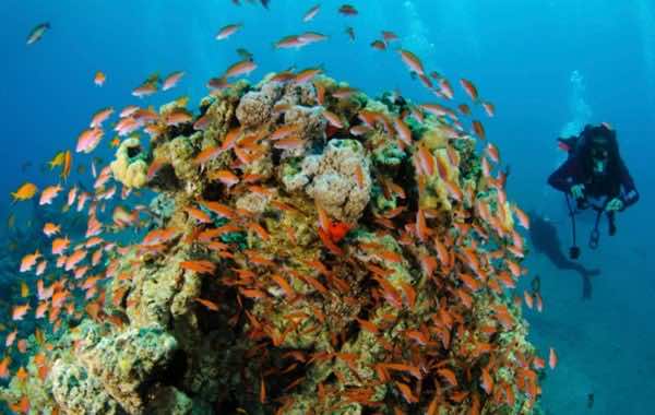 Jordan’s Aqaba Reefs: Hard Corals Present Simple Solution