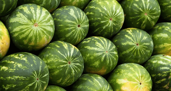 Genetically Modified Watermelon