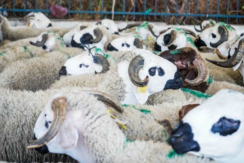 Eid Al Adha: Morocco’s Sheep Breeds Matter to Many Moroccans