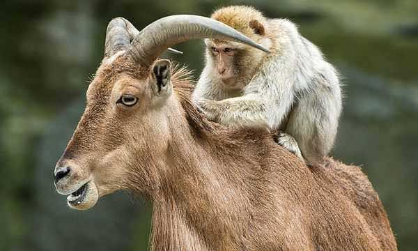 Barbary Macaques, Sheep Set to Move into New Habitat in Schonbrunn Zoo