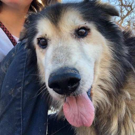 7 Things Animal Lovers Want You to Know About Moroccan Stray Dogs