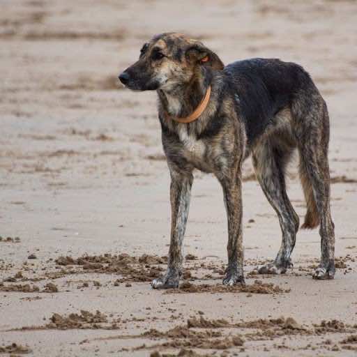 7 Things Animal Lovers Want You to Know About Moroccan Stray Dogs