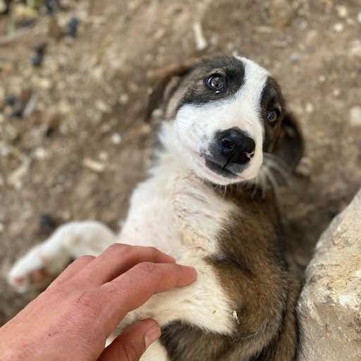 7 Things Animal Lovers Want You to Know About Moroccan Stray Dogs