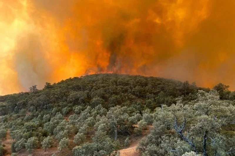 Taza: Wildfire Destroys Over 550 Hectares of Forest in Northern Morocco