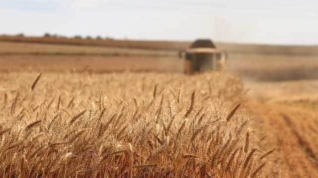 Ukraine’s Crop Production Expected To Fall by 35-45%