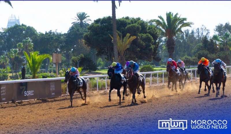 SOREC's International Meeting: Preserving Morocco's Equestrian Heritage