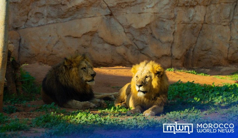 Culture Minister: History Supports Atlas Lions' Centuries-Old Presence ...