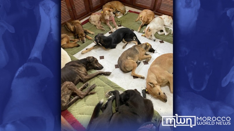 Stray Dogs Killed in Morocco Ahead of FIFA Club World Cup