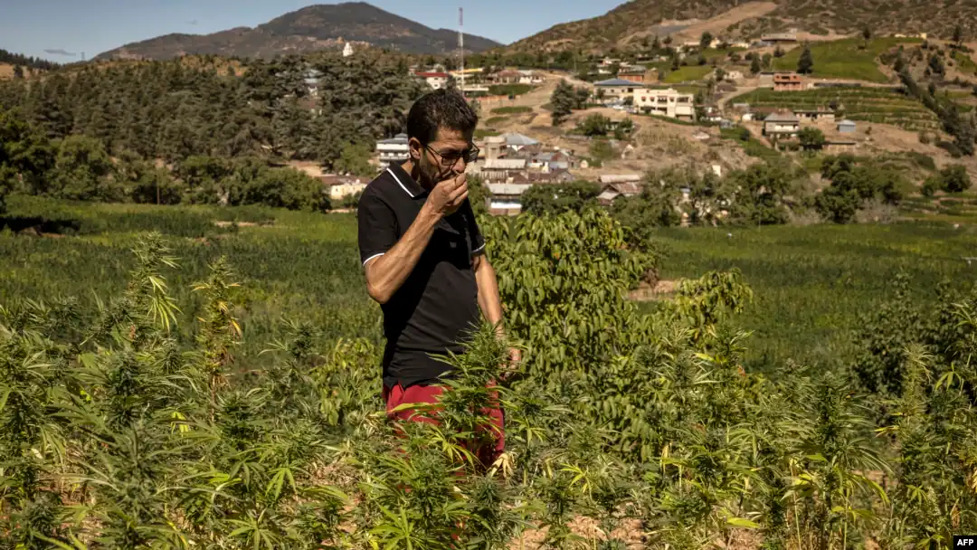 Moroccan Hashish Sellers Allegedly Refuse to Sell Cannabis to Israeli ...