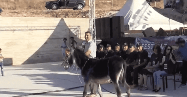 ‘Cleopatra’ the Donkey Wins Beauty Pageant in Morocco