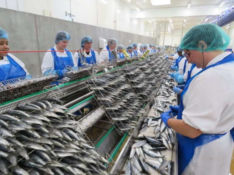 French Sardine Canner Chancerelle Builds 2nd Plant in Morocco