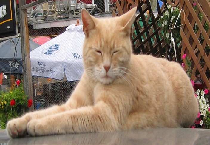 Alaska Town Mourns Loss of Cat Mayor “Stubbs”