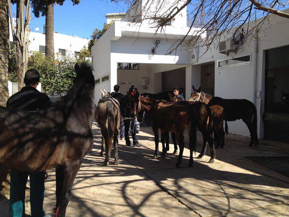 Fez’s American Fondouk Promotes Equine Welfare