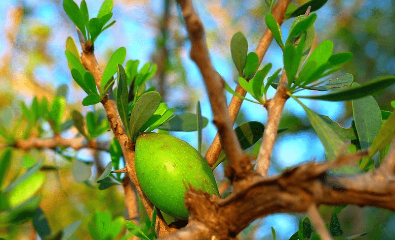 Blooming Morocco: One Argan Seed at a Time