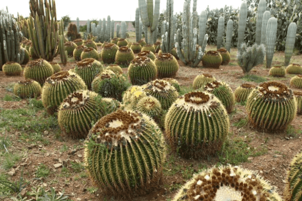 Agadir Opens a New Cactus Garden