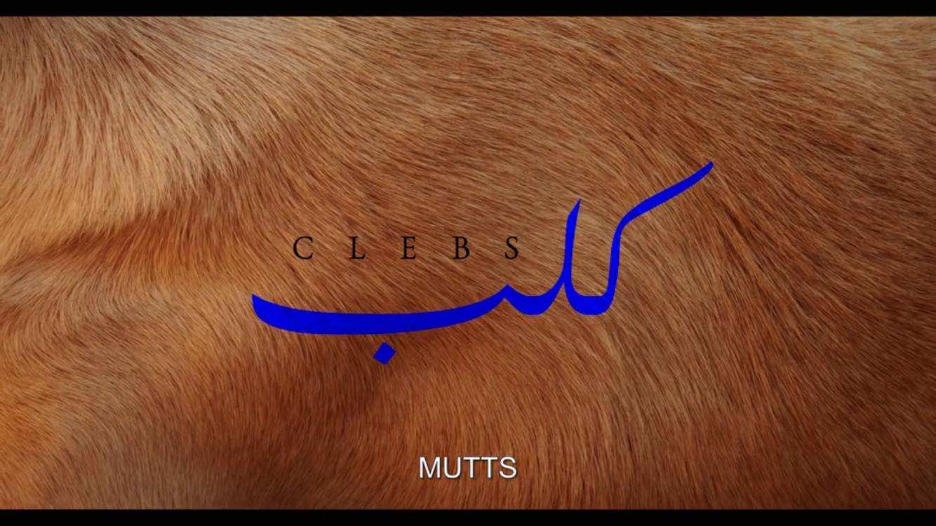 ‘Clebs’: Short Film on Moroccan Animal Sanctuary Wins Over FIFF Jury