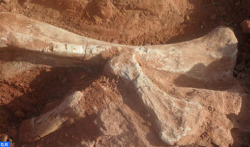 Dinosaur Fossils Found in Eastern Morocco