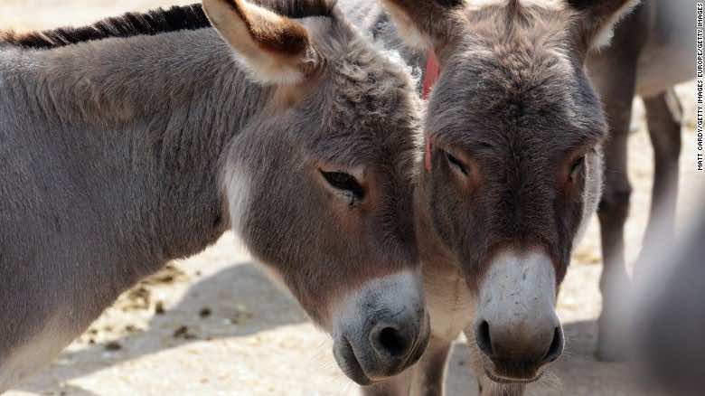 Egypt To Export Donkeys to China and Dogs to Korea