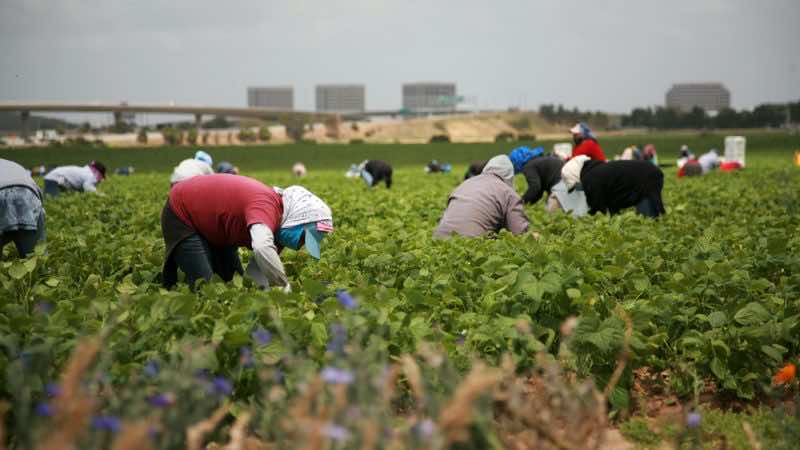 Italy's 'Green Corridor' Brings Back Moroccan Farm Workers