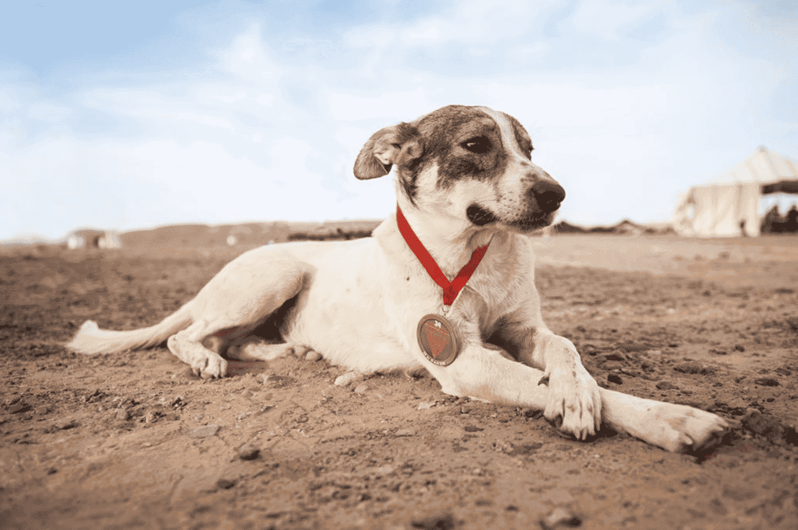 Desert Dog ‘Cactus’ Wins Hearts and Medals in the World’s Longest ...