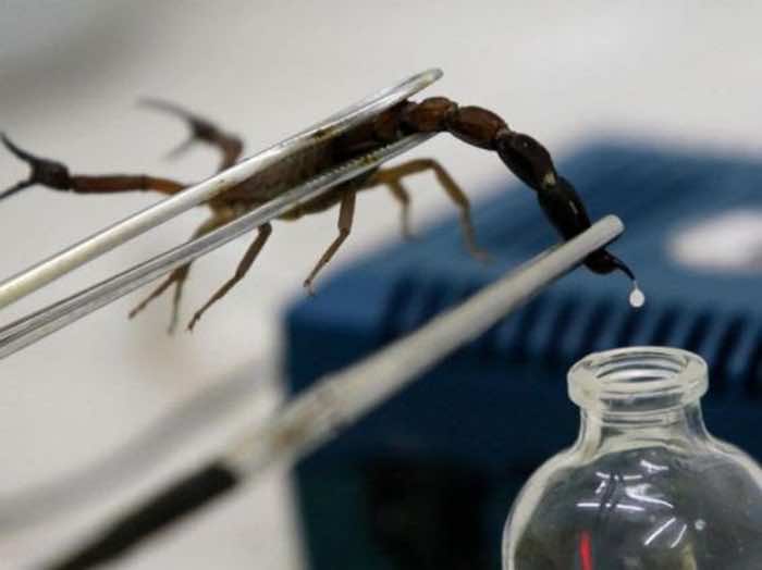 Moroccan Scientists Design Robot to Milk Scorpions