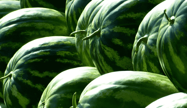 Moroccan Watermelon Exports Outperform Almeria’s in the Netherlands, France