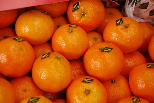 Moroccan Orange Exports to Middle East Increase by 4,102%