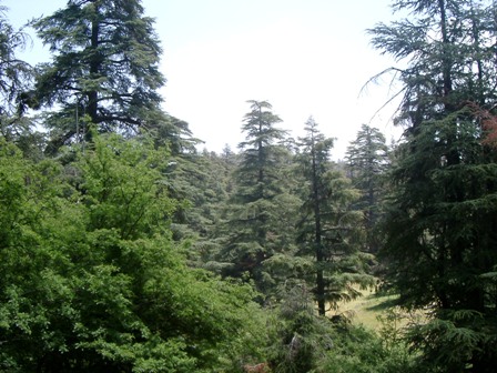 Morocco's Forest Area Grew by 2% between 2000-2010