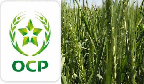 Morocco’s OCP to buy 10% of Brazil’s Fertilizantes Heringer