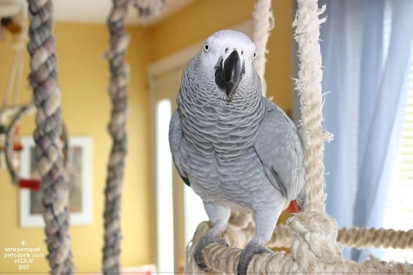 Morocco: Five African Parrots Disappear from Rabat Zoo