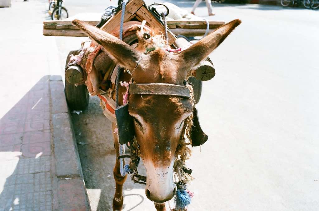 Police in Fez Arrest Man for Allegedly Selling Donkey, Mule Meat