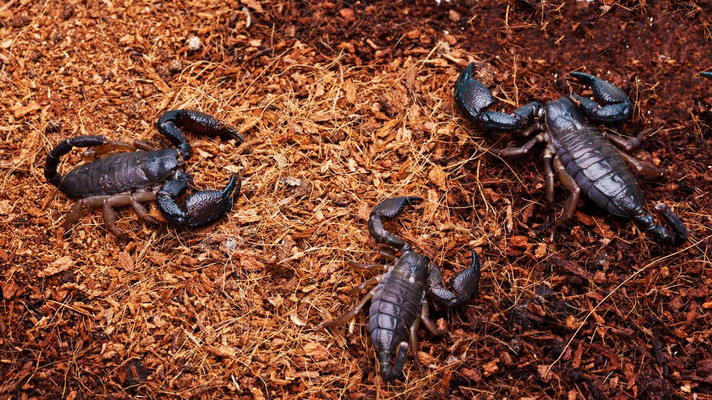 Scorpions Stings Send Fifteen Moroccan Children to Hospital