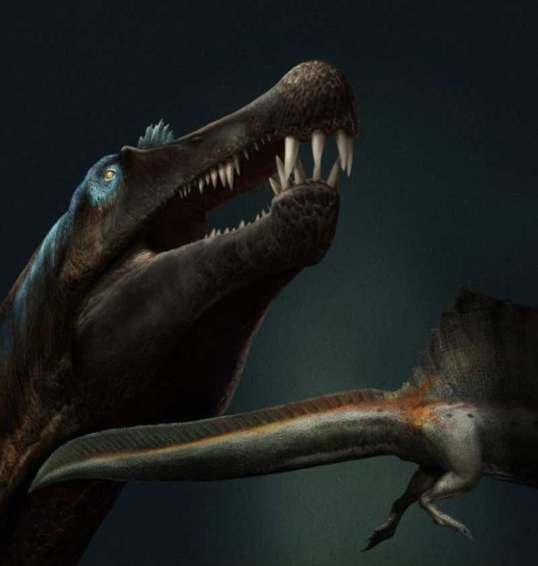 Spinosaurus: Fossils Confirm 'Enormous River Monster' Roamed Morocco