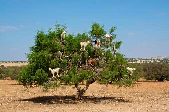 The Argan Tree, Morocco’s Secret