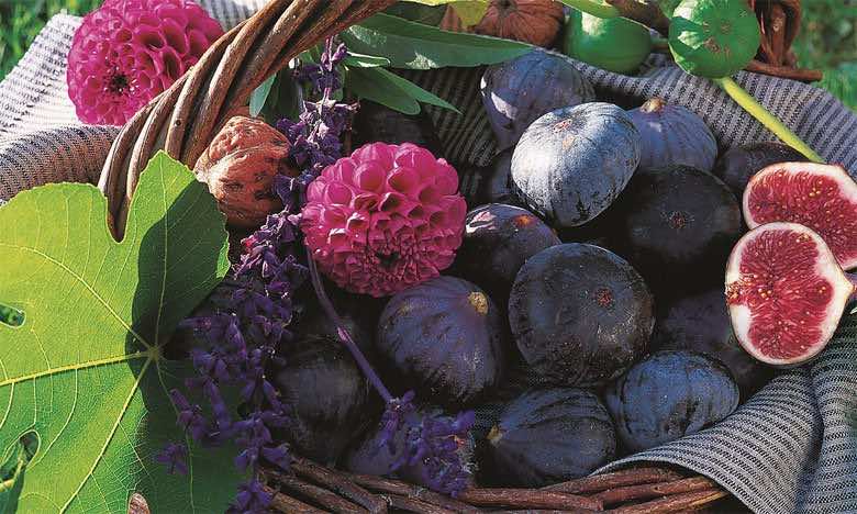 Third Annual Fig Festival Wraps Up in Morocco’s Berkane