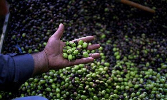 UAE Al Dahra to Invest MAD 157 Million in Olive Projects in Morocco