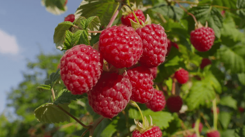 US Authorizes Import of Fresh Raspberries From Morocco