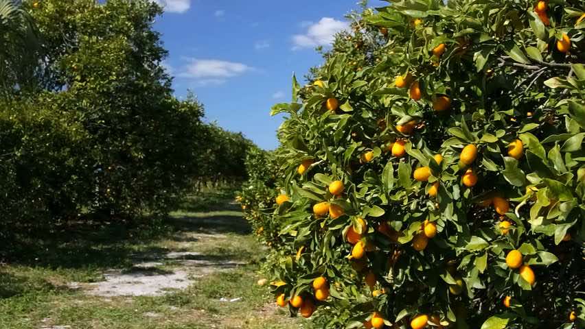 USDA Report: Morocco Expects Record in Citrus Production in 2018-2019