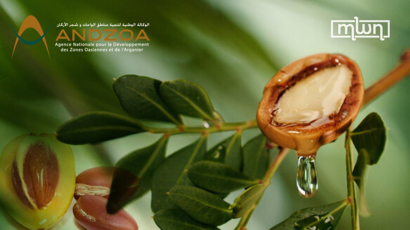 A Decade of Progress: ANDZOA’s Strategic Plan Drives Development in ...