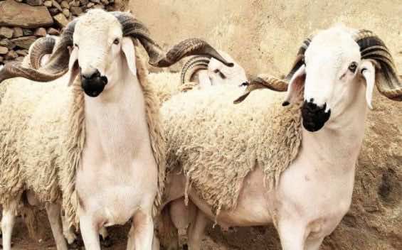 Moroccan Leather Industry to Use Sacrificed Eid Al Adha Sheep’s Skins
