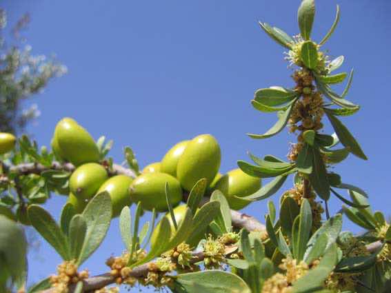 ‘Argan Tree’s Practices and Know-how’ Nominated for UNESCO’s Intangible ...