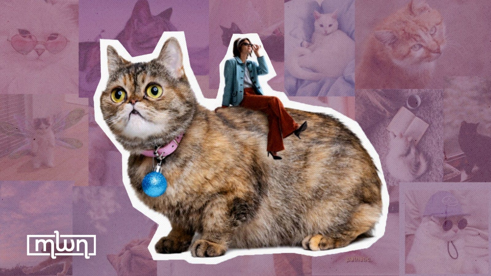 Cats: The Purr-fect Best Friend