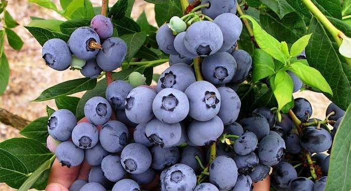 Chile’s Agroberries Invests €40 million in Blueberry Farming in Morocco