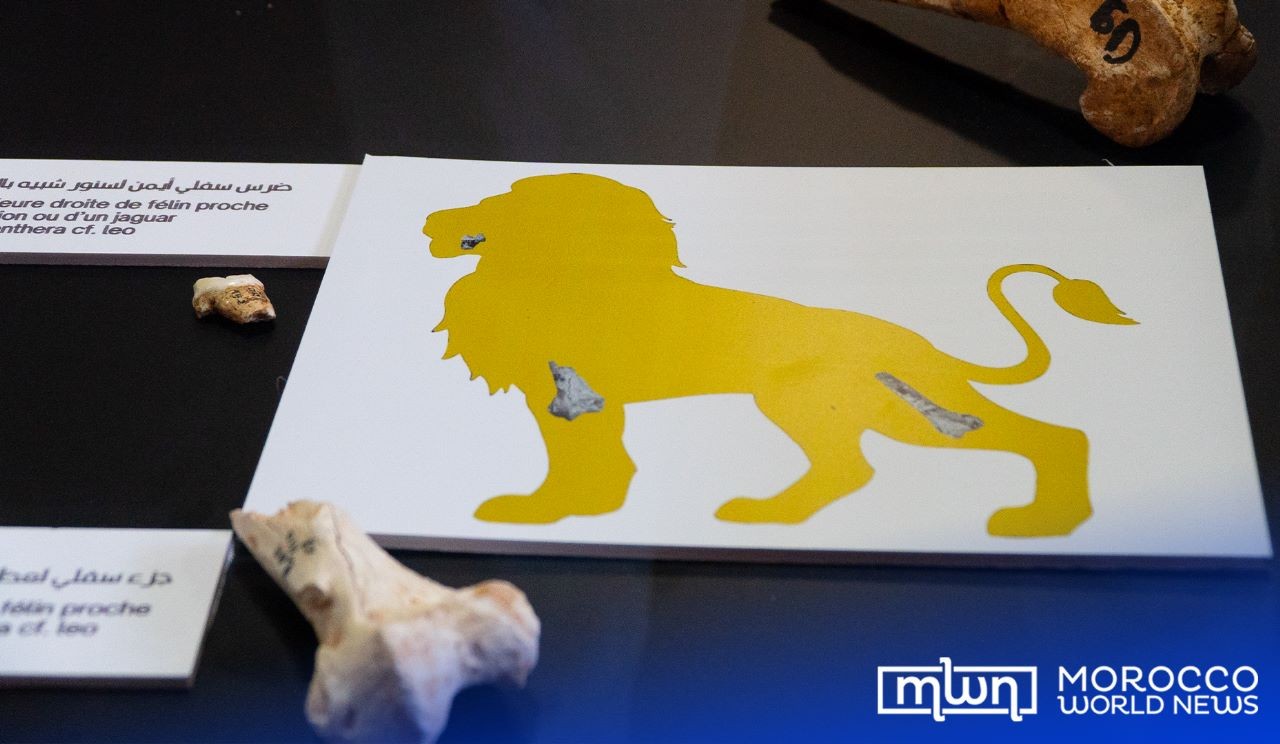 Culture Minister: History Supports Atlas Lions' Centuries-Old Presence ...