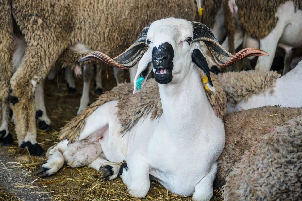 Eid Al Adha: Morocco’s Sheep Breeds Matter to Many Moroccans