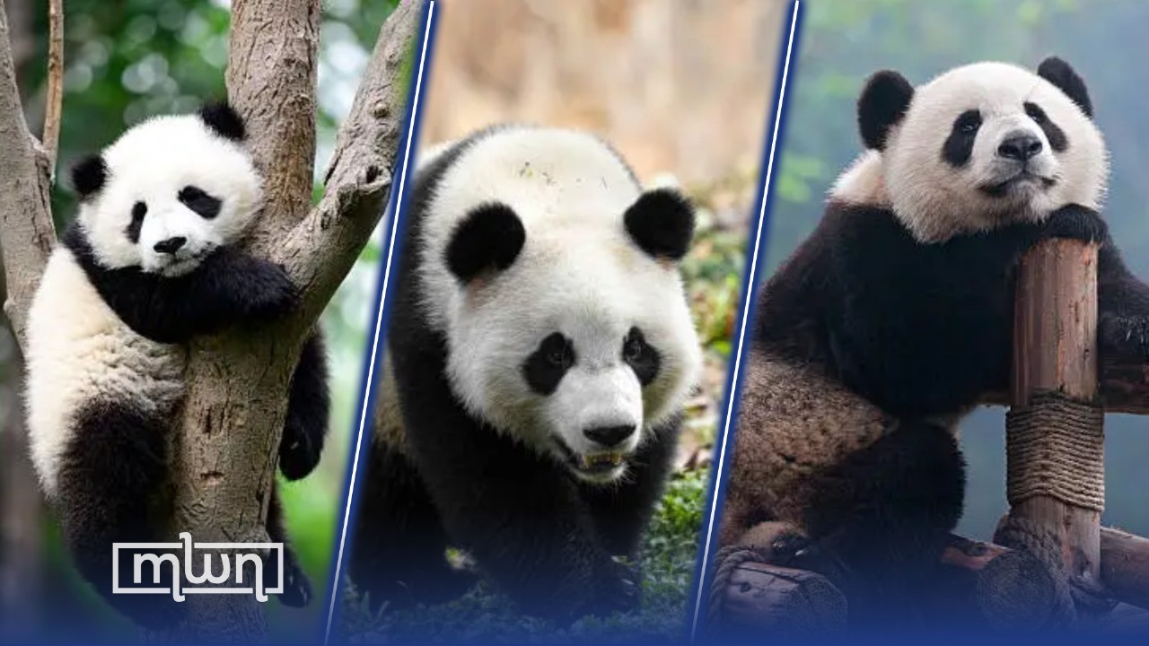 Endangered ‘Panda Diplomacy’ and Endearing Fat Bear Week