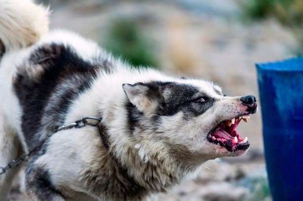 France Detects Rare Rabies Case in Probably Morocco-Imported Dog