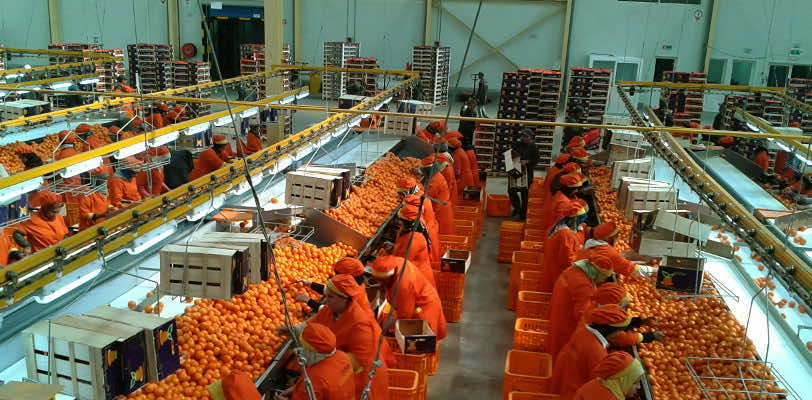 Dakhla to Welcome $11 Million Fruit and Vegetable Packing Station
