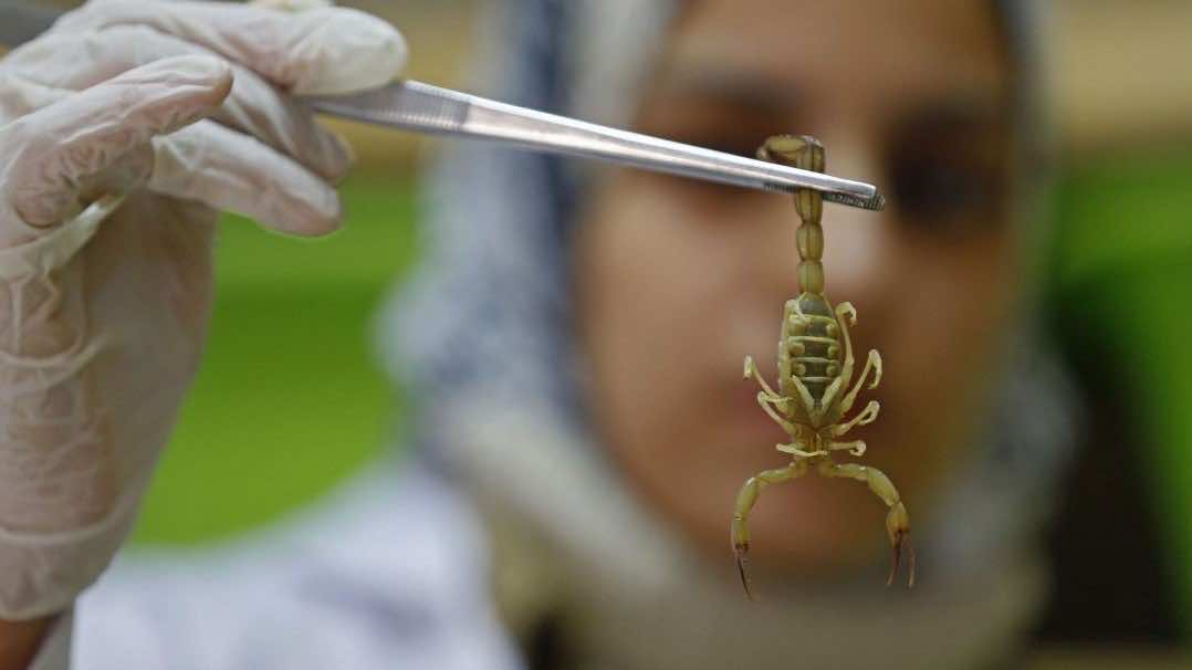 Hassan II University Holds Patent for Scorpion Venom Extraction