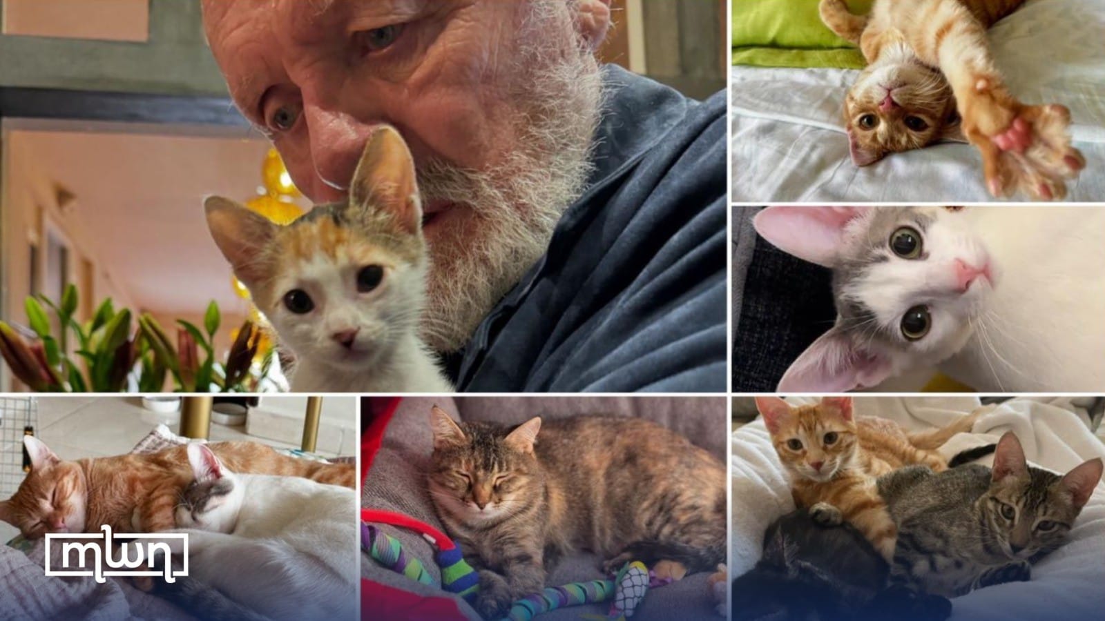 Legendary Anthony Hopkins Expresses Love, Advocates for Cats Adoption ...